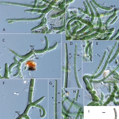 Pdf Descriptions Of Brasilonema Geniculatum And Calothrix Dumus Nostocales Cyanobacteria