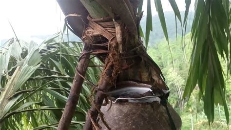 රෑන කිතුල් මලක් ස්බාවික ක්‍රමයට හදලා බැලුවා 🙏👍 ️ Youtube