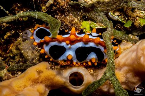 Phyllidia Ocellata Nudibranch Facts And Photographs Seaunseen