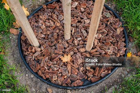 자연 장식 나무 뿌리 덮개와 나무의 장식 꽃 침대와 플롯의 디자인에 도시 장식 천연 소나무 칩 뿌리 덮개 나무에 대한 스톡 사진 및 기타 이미지 Istock