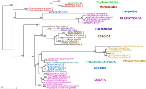 Bayesian Inference Mrbayes Analysis Using The Combined 18s Its Download Scientific Diagram