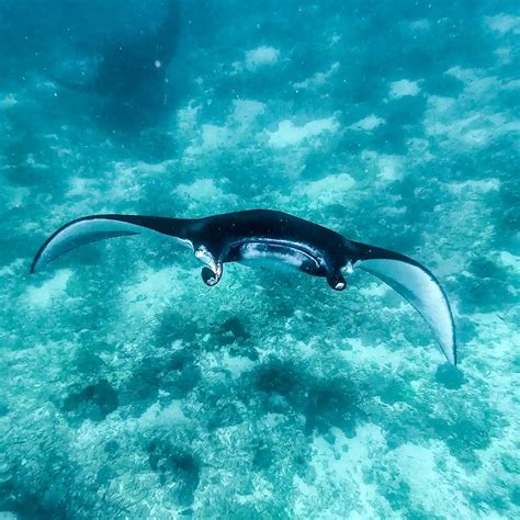 Where To See Manta Rays In Indonesia While Snorkeling And Diving