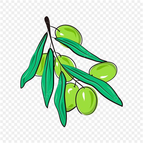 손으로 그린 검은 선 녹색 올리브 나뭇잎 일러스트 올리브 클립 아트 잎 이파리 Png 일러스트 및 벡터 에 대한 무료 다운로드 Pngtree