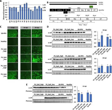 Functional Analyses Of Cpg And Upa Dinucleotide Constraints In Sd Ppv Download Scientific