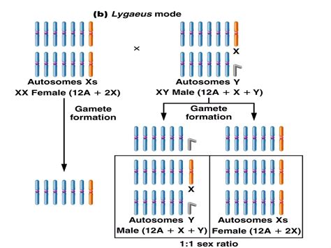 Sex Determination And Sex Chromosomes PPT