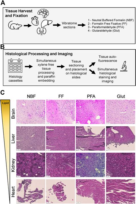 10 Formalin Preparation For Histology Outlet Brunofuga Adv Br