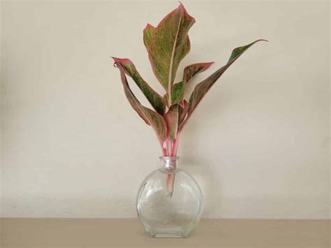 How To Propagate Aglaonema Step By Step With Pictures