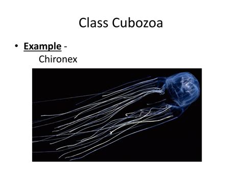 Ppt Taxonomy Of Cnidaria Powerpoint Presentation Free Download Id