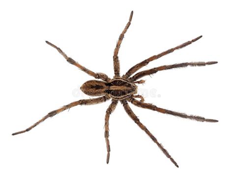 Radiated Wolf Spider Isolated On White Background Hogna Radiata Stock