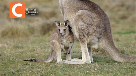 엄마의 주머니속이 무덤이 되고 있는 호주의 캥거루 Youtube