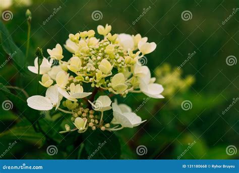 Buds Of Hydrangea Paniculata Siebold Rednia Panicled Hydrangea Stock