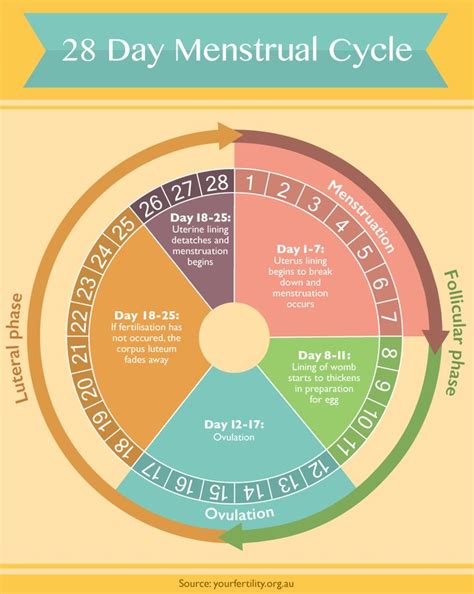 28 Day Menstrual Cycle All About Periods Menstrual Cycle Facts