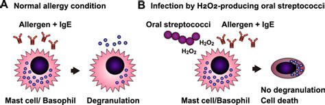 Basophil An Overview Sciencedirect Topics 48 Off