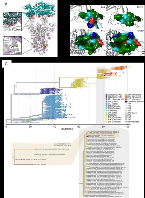 Molecular Modeling Of Unique S Mutations And Whole Genome Sequencing Of