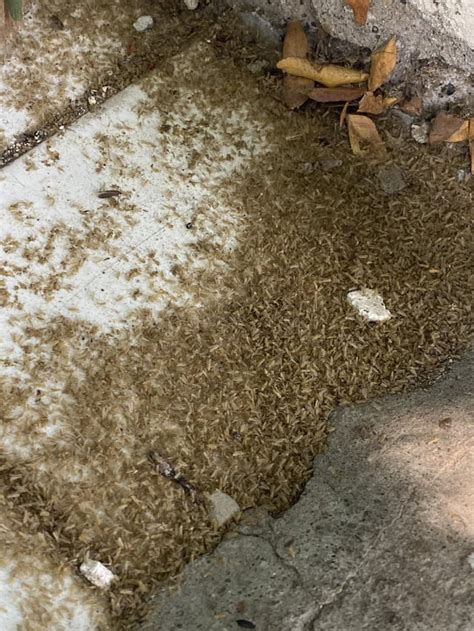 Mass Bug Pile Down Apartment Stairs Rypsi