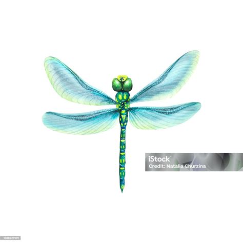 푸른 날개가 달린 잠자리의 수채화 일러스트 비행 곤충은 밝고 매우 아름답습니다 격리 장식 디자인 엽서 포스터 패턴 장식용 잠자리에 대한 스톡 벡터 아트 및 기타 이미지