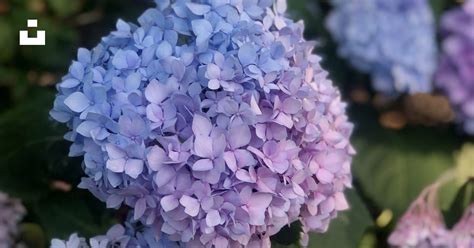 정원에 보라색과 파란색 꽃의 무리 사진 Unsplash의 무료 꽃 이미지