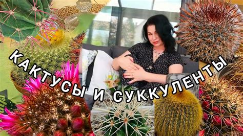КОМНАТНЫЕ РАСТЕНИЯ МОИ КАКТУСЫ И СУККУЛЕНТЫ 2024 обзор Nature влог цветы растения Youtube