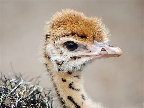 Do Ostriches Bury Their Heads In The Sand Birdfact