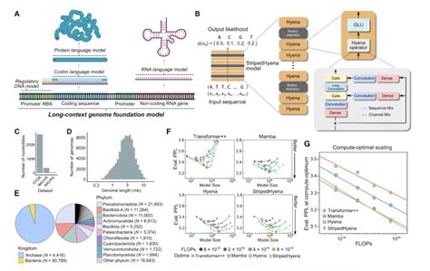 From Molecules To Genomes Evos Trailblazing Approach To Sequence Modeling And Design Cbirt