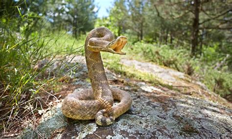 6 Animals Immune To Rattlesnake Venom A Z Animals