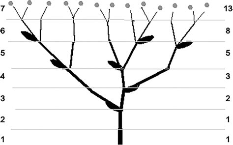 Fibonacci Branches Download Scientific Diagram