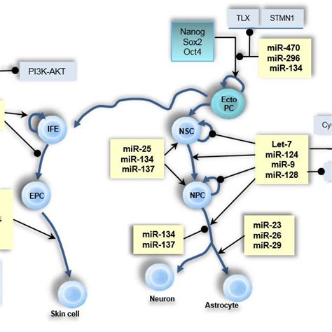 The Role Of Mirnas In Ectodermal Cell Fate Determination Download Scientific Diagram