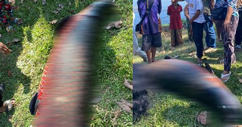 សោកស្តាយណាស់ ប្រទះឃើញត្រីនាគនៅមុខអង្គរវត្ដ ស្លា ប់គ្មានមូលហេតុ Khmerload