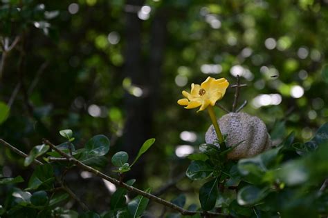 Gardenia Volkensii Transvaal Gardenia Care And Culture Travaldos Blog