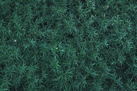 Premium Photo Full Frame Shot Of Grass On Field