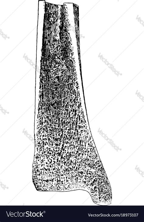 Frontal Section Of Lower End Tibia Vintage Vector Image