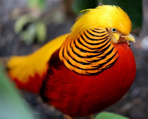 Golden Pheasant Elmwood Park Zoo