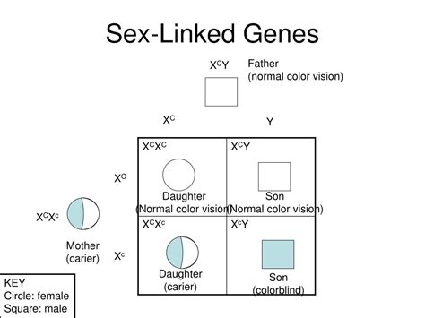 Ppt Punnett Square Powerpoint Presentation Free Download Id 2983645