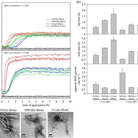 Smaller Aβ42 Oligomers Form Fibrils Faster Than Larger Oligomers A Download Scientific