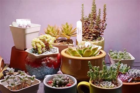 Memelihara Sukulen Di Dalam Ruangan Dengan Bantuan Lampu Trubus