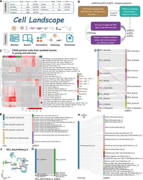 文献阅读 Construction Of A Cross Species Cell Landscape At Single Cell