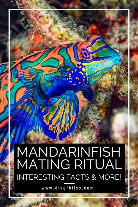 Mandarin Fish Mating Ive Witnessed What Happens