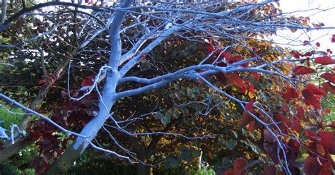 Helping Gardeners Grow Why Is That Tree Blue