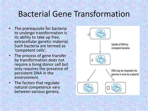 Transformation In Bacteria Pdf Genetics Science