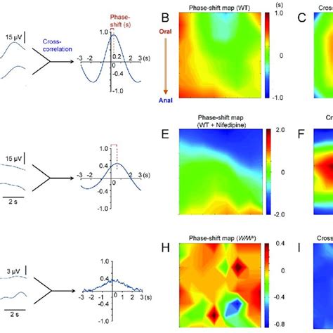 Cross Correlation Analyses Panel A Shows A Cross Correlation Function Download Scientific