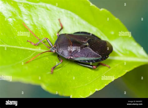 Are Bugs Attracted To Citrus At John Galindo Blog