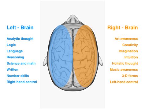 Left Brain Right Brain Wallpaper WallpaperSafari