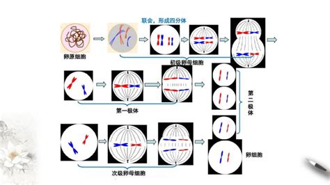 人教版 2019必修2《遗传与进化》二 受精作用练习题课件ppt 教习网课件下载