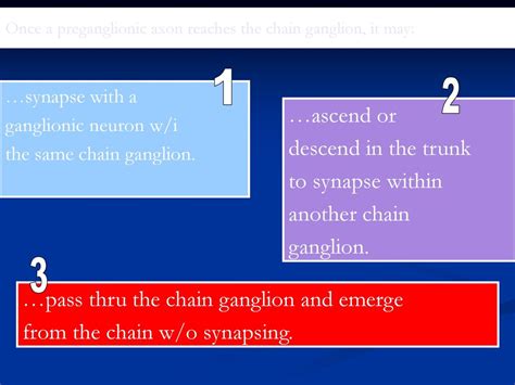 Peripheral Nervous System Ppt Download