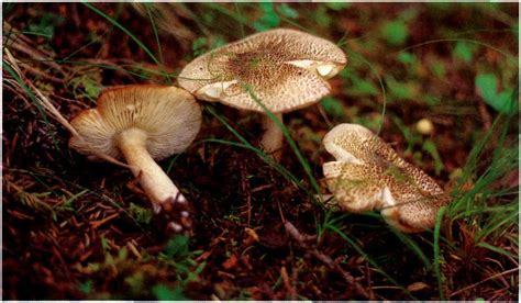 Lepiota echinacea Lge 中国蕈菌图集 图片