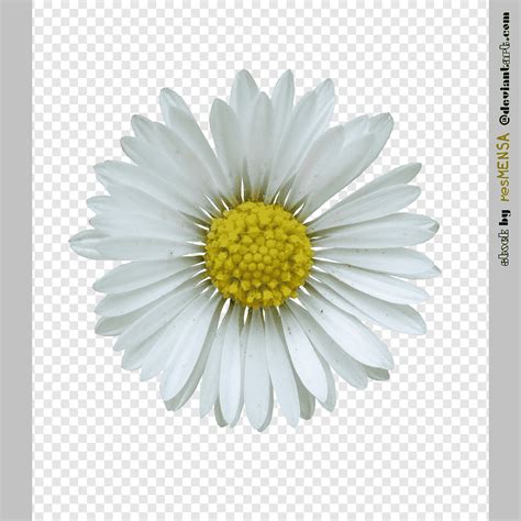 데이지 피 화이트 데이지 꽃 Png Pngegg