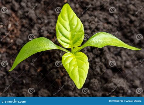 Green Pepper Seedling Growing In Soil Closeup Agriculture And