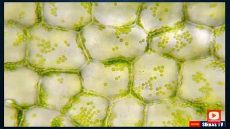 Cell Structure Nd Functions Pptx
