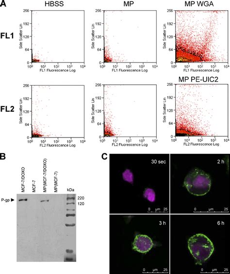 Characterization Of Microparticles Released By Mcf 7 Doxo Mps Were