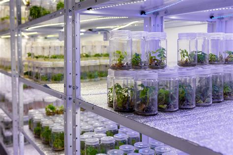 The Advantages And Disadvantages Of Micropropagation